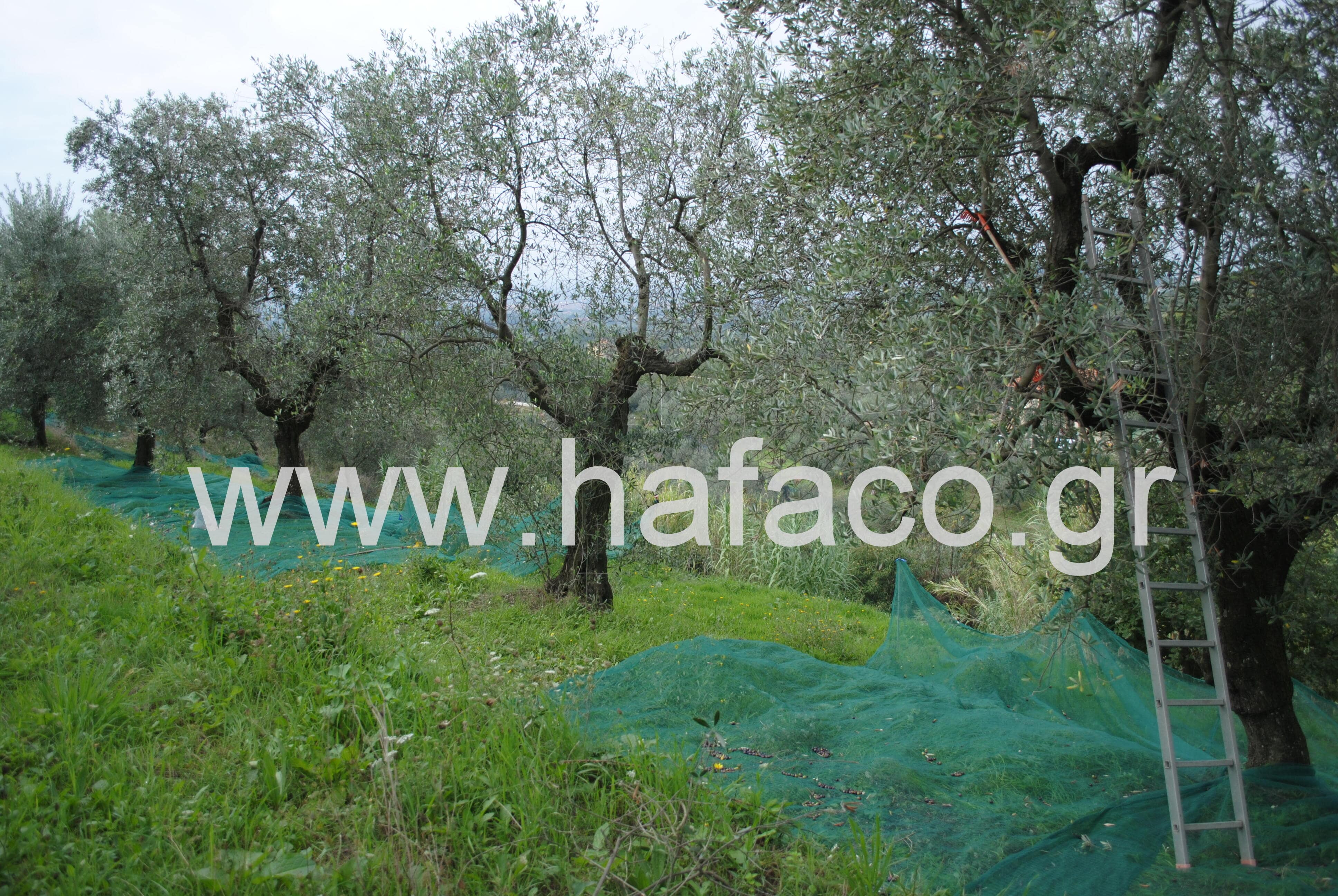 ΕΛΑΙΟΣΥΛΛΟΓΗ - HAFACO.GR