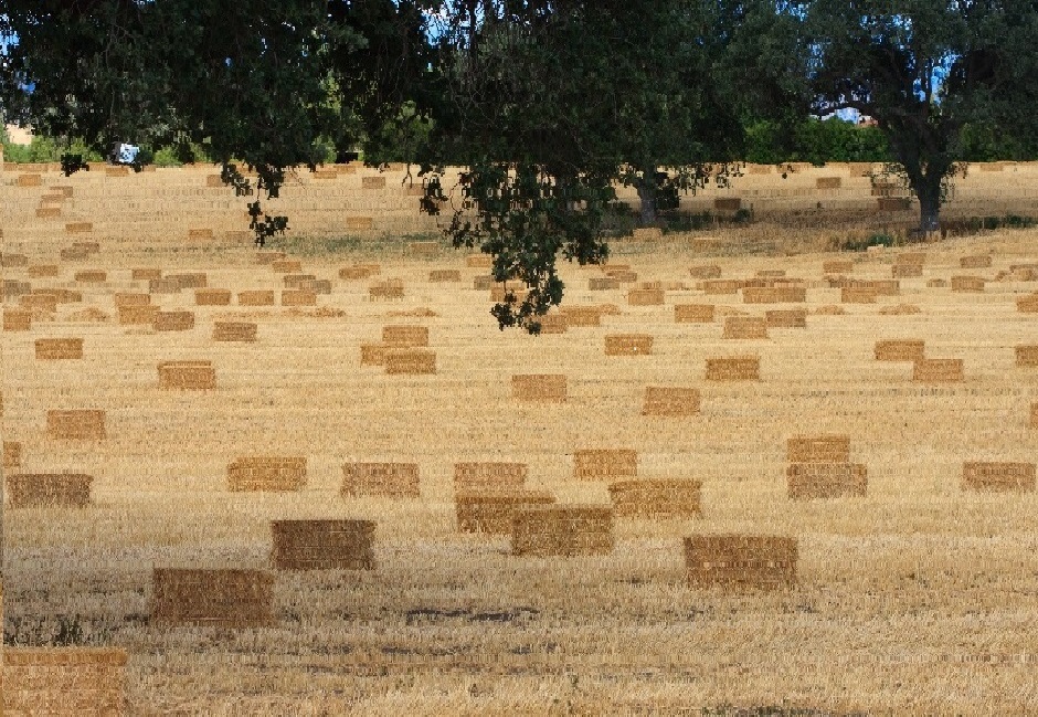 ΑΡΧΙΚΗ - HAFACO.GR